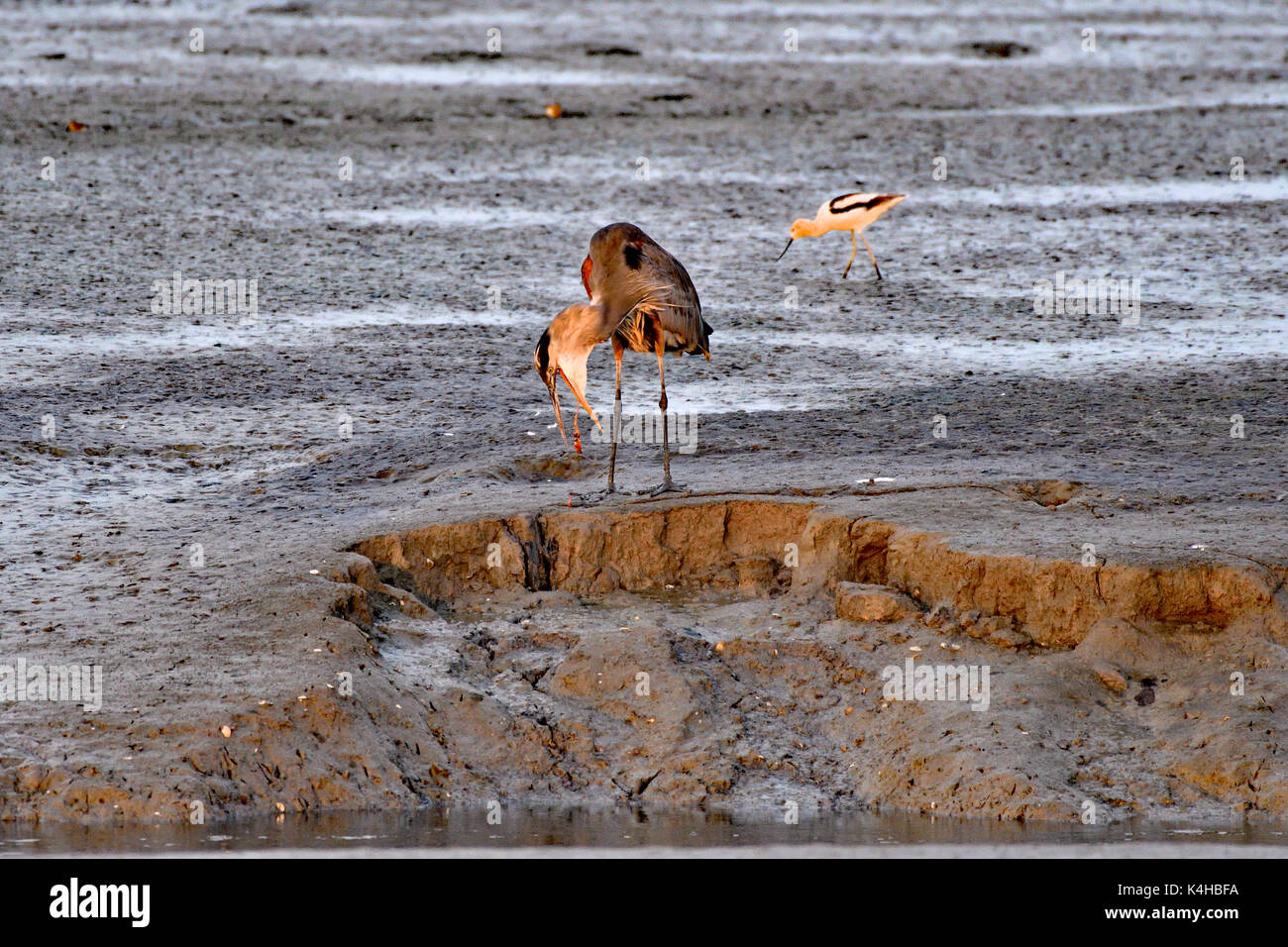 Bird regurgitating hi-res stock photography and images - Alamy