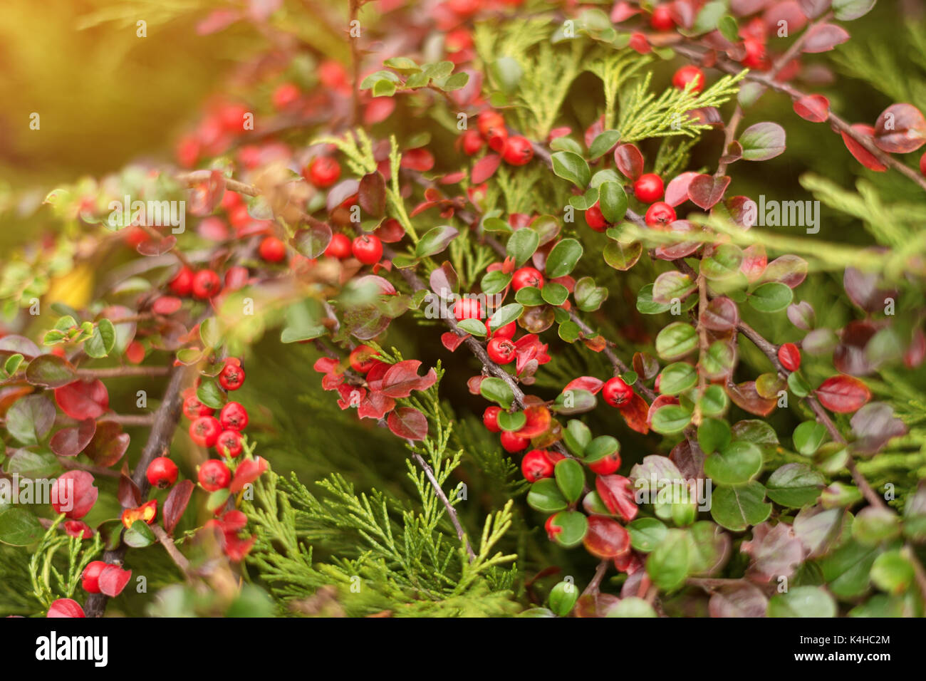 Dwarf cotoneaster hi-res stock photography and images - Alamy