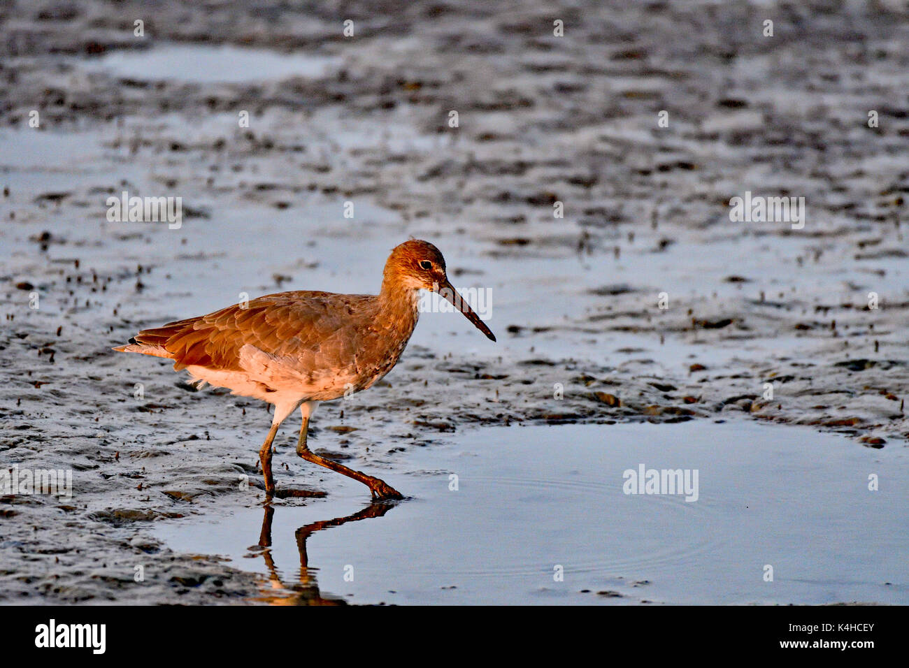 Large sandpiper hi-res stock photography and images - Alamy