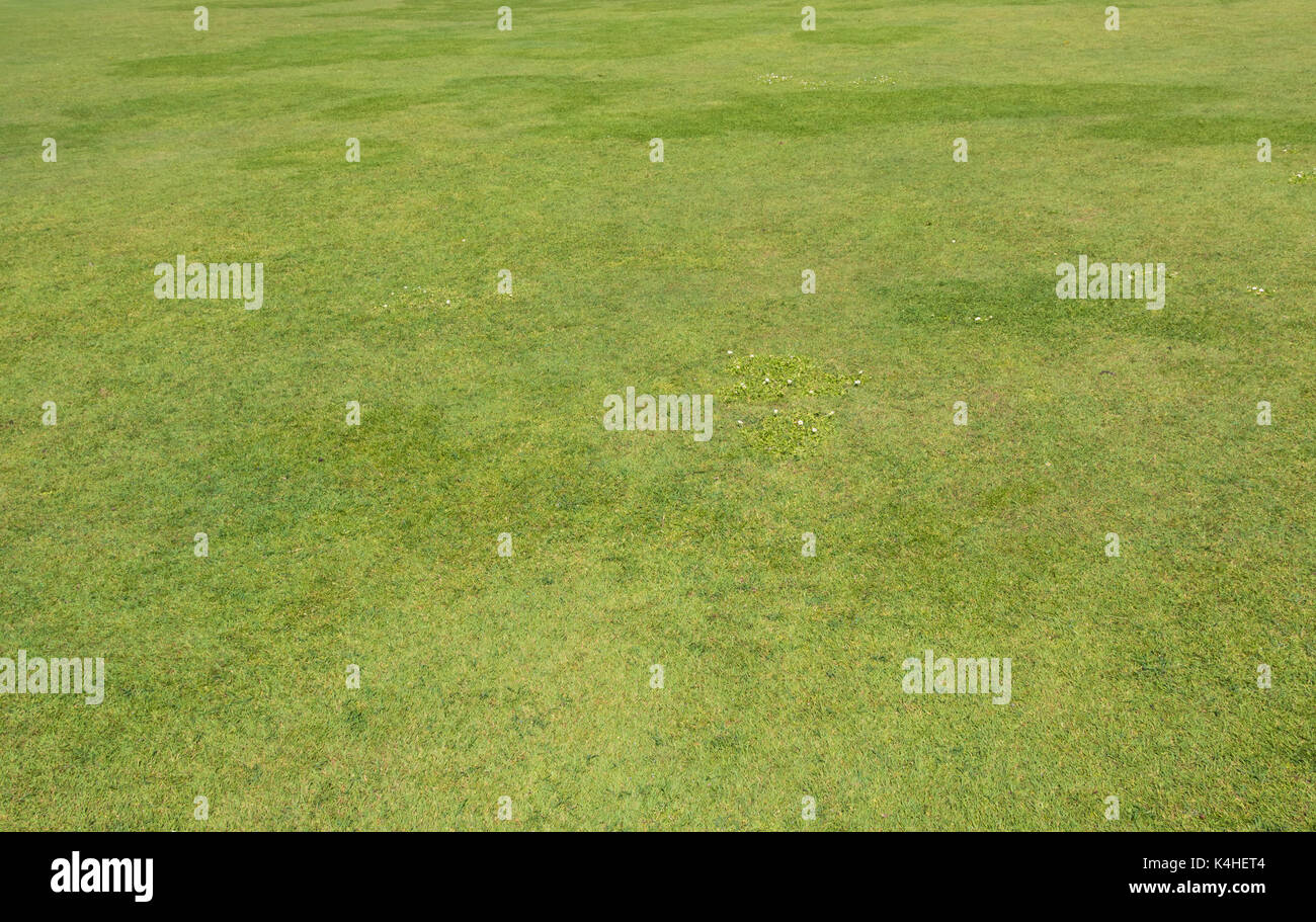 Grass of golf course Stock Photo - Alamy