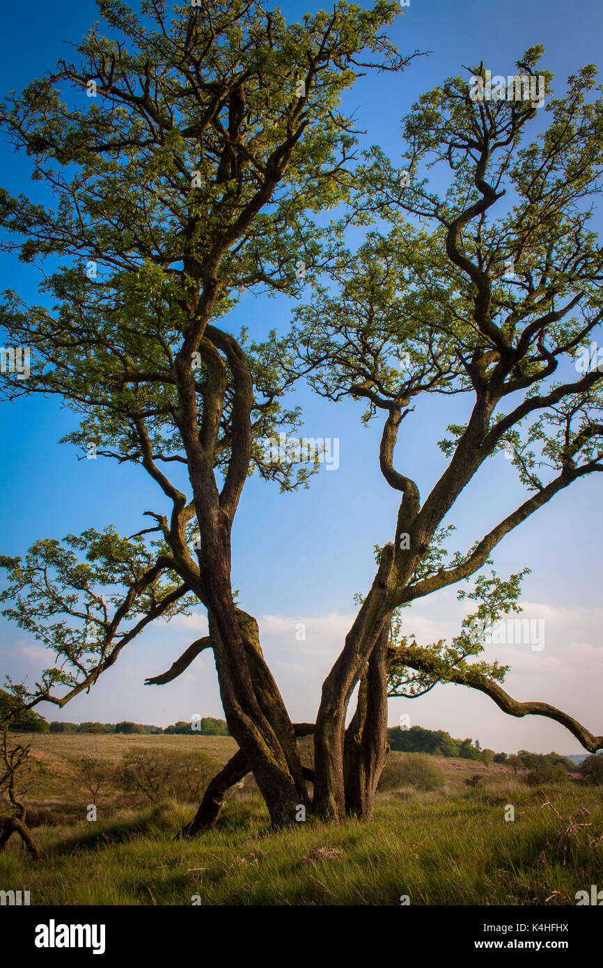Asymmetric tree, Peak District National Park, Sheffield, UK Stock Photo ...