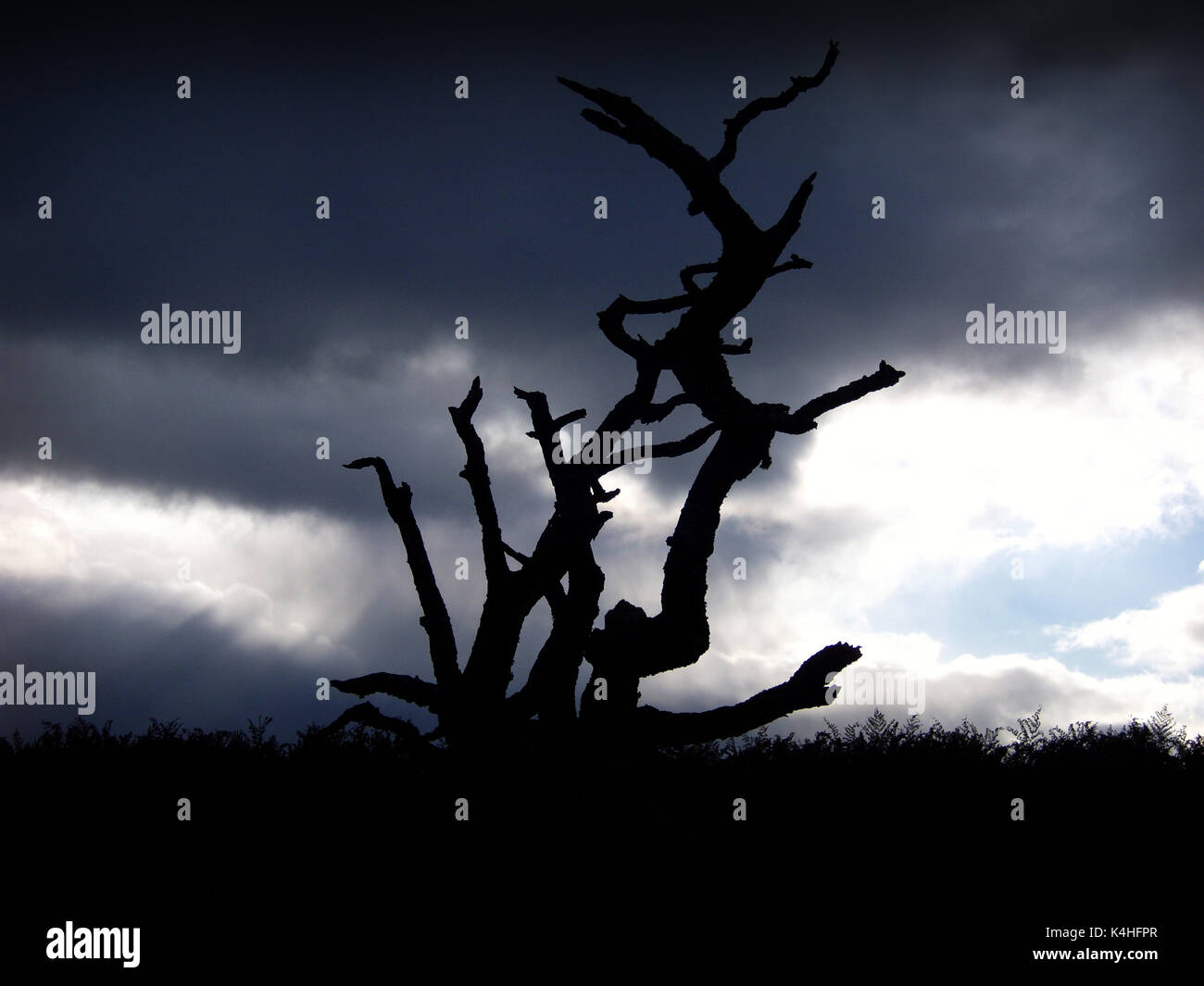 Desolate tree following lightening strike, Cumbria, UK Stock Photo - Alamy