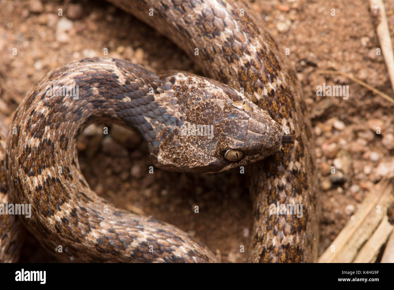 Sonoran Nightsnake (Hypsiglena chlorophaea chlorophaea) from Sonora ...