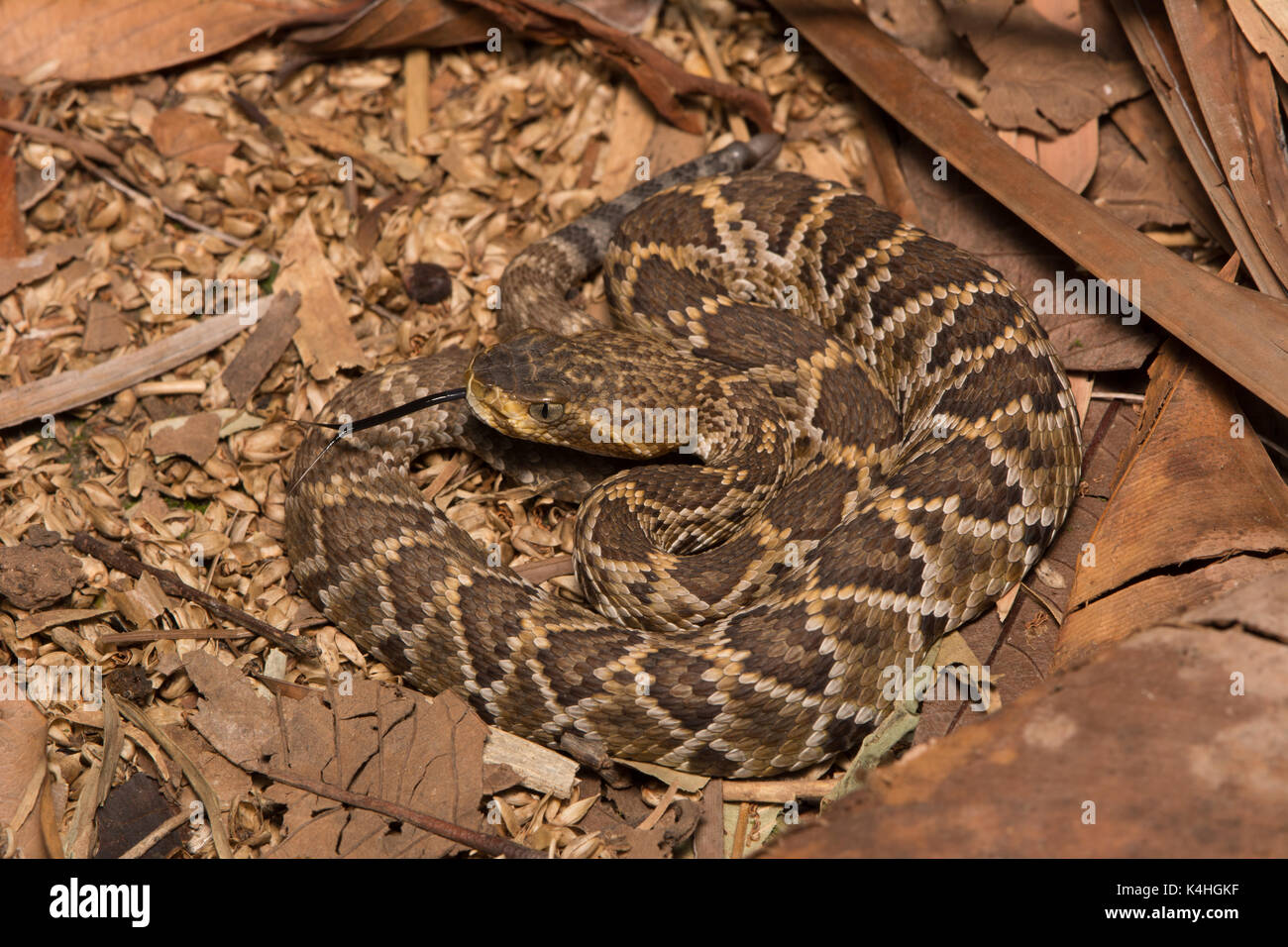 Mexican West Coast Rattlesnake (Crotalus basiliscus) from Sonora ...