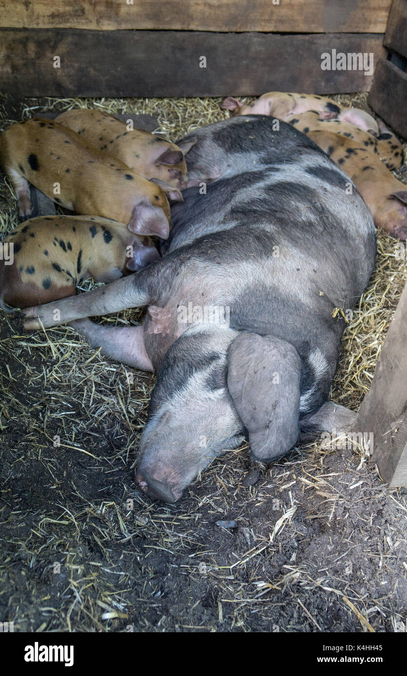 Spotted piglets hi-res stock photography and images - Alamy