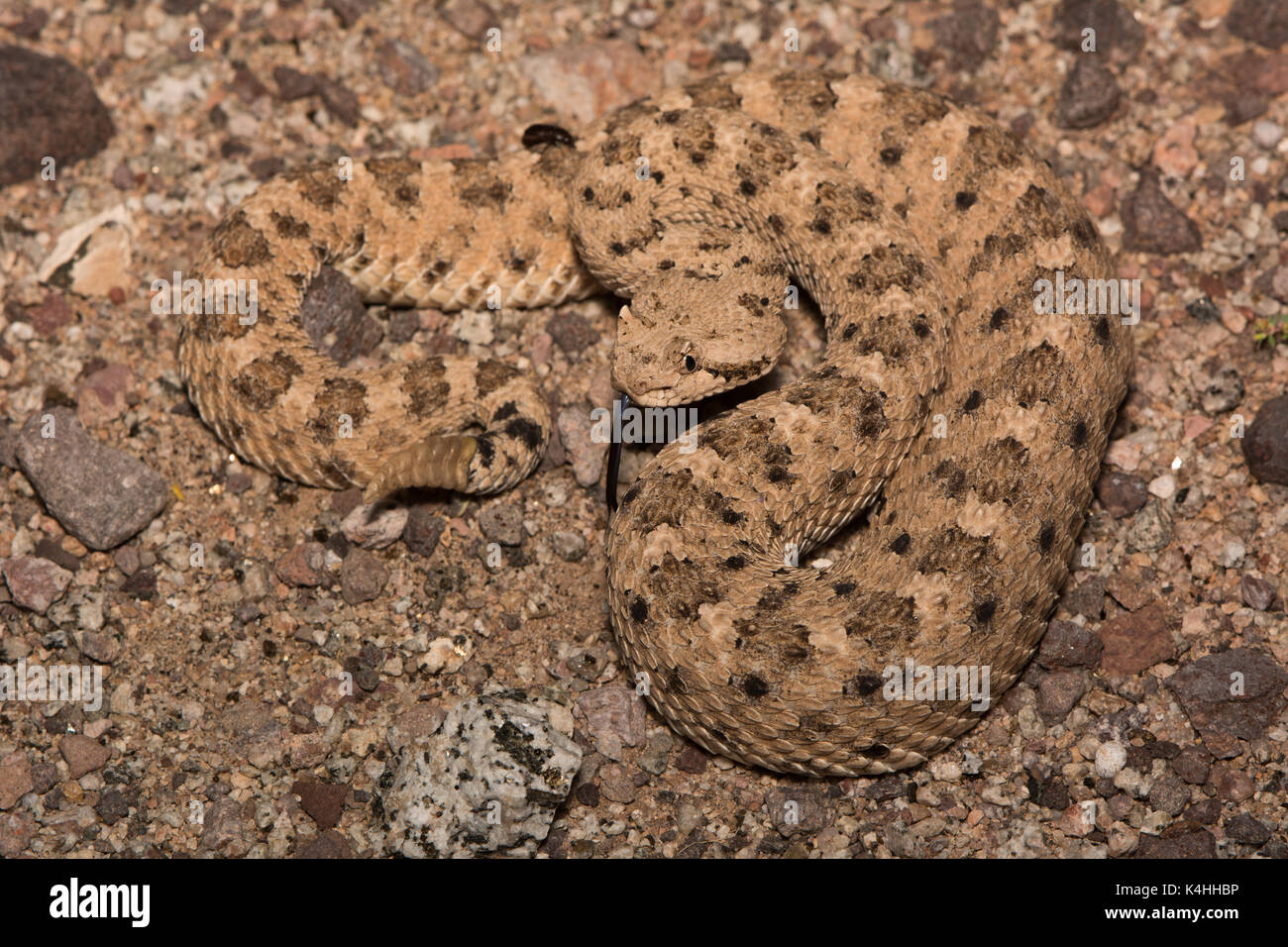 Crotalus cerastes hi-res stock photography and images - Alamy