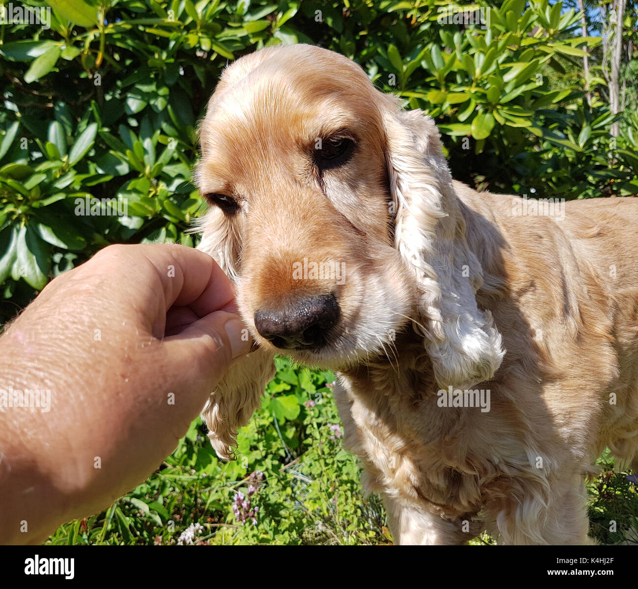 Cocker; Spaniel; Hund Stock Photo - Alamy