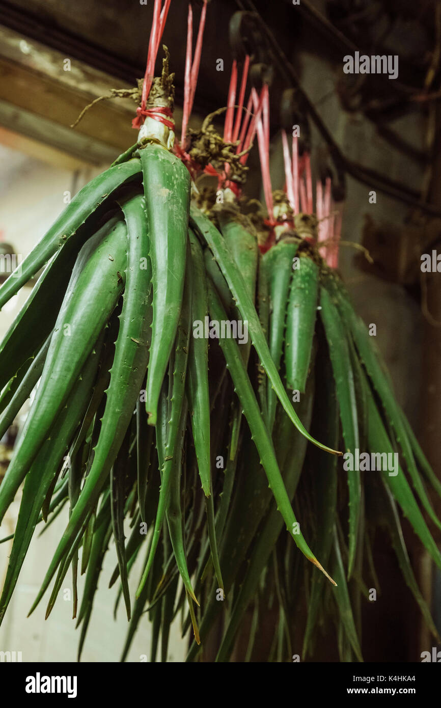 Hanging Aloe High Resolution Stock Photography and Images - Alamy