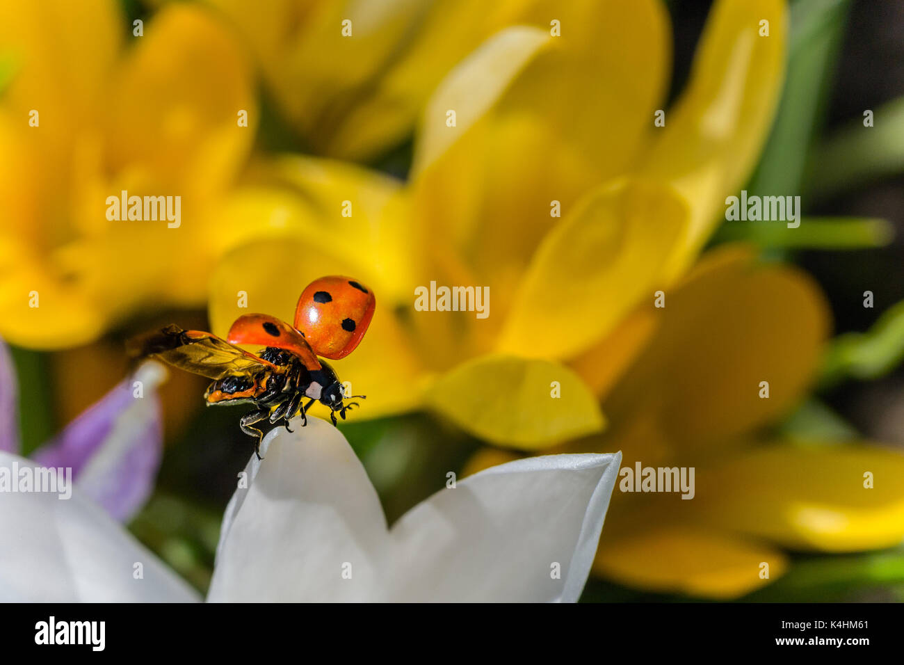 Romantic flower photos hi-res stock photography and images - Alamy