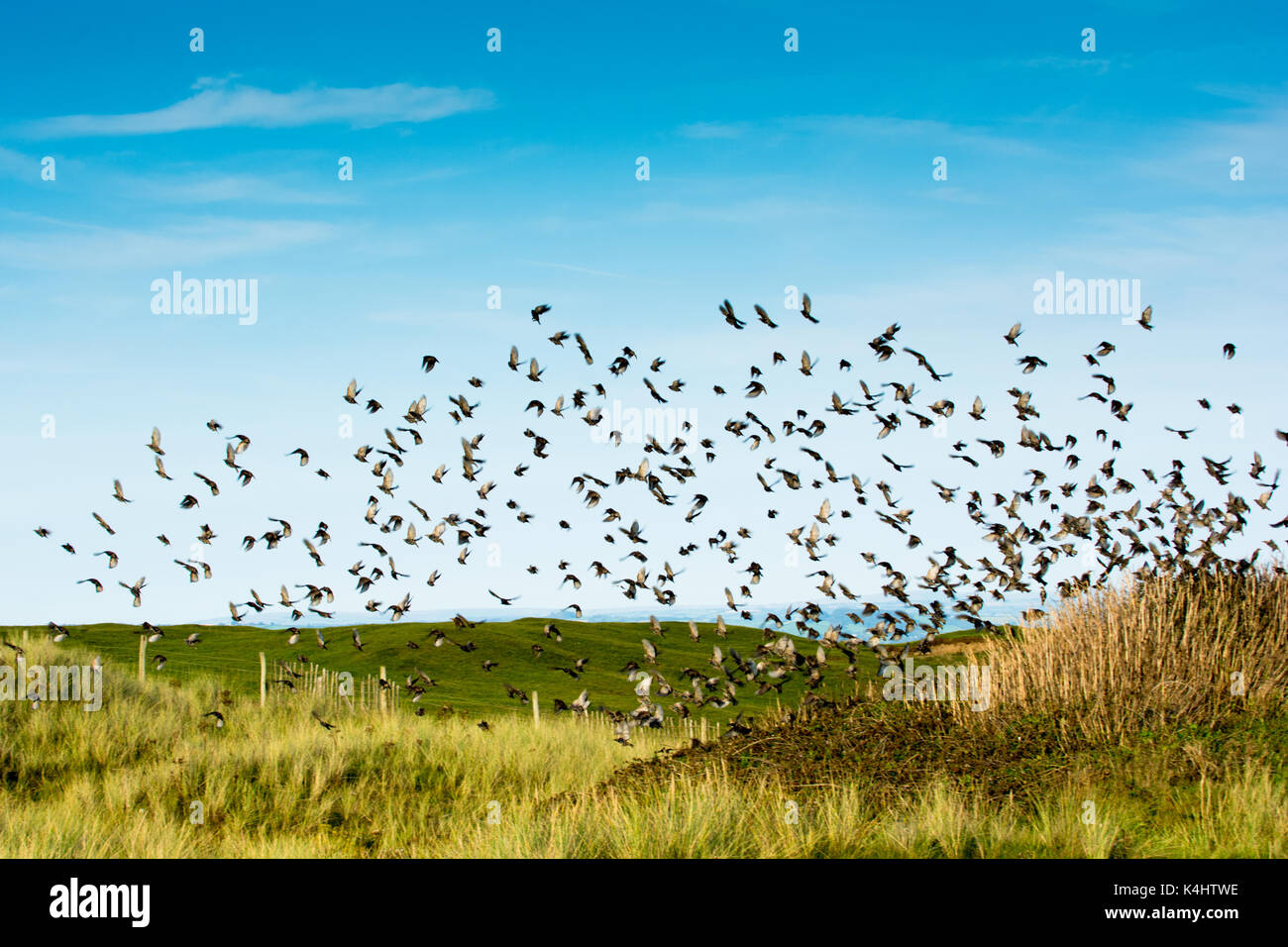 Flying from roost hi-res stock photography and images - Alamy