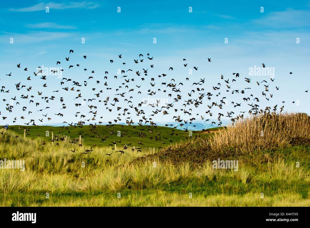 Flock of birds. Starlings flying from the roost Stock Photo - Alamy