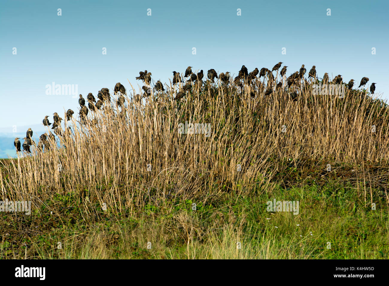 Flock of birds nesting in a nature reserve before migration Stock Photo ...