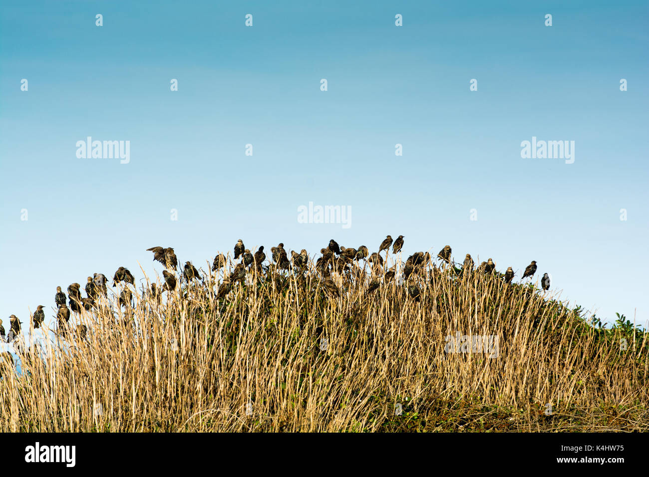 Flock of birds nesting in a nature reserve before migration Stock Photo ...