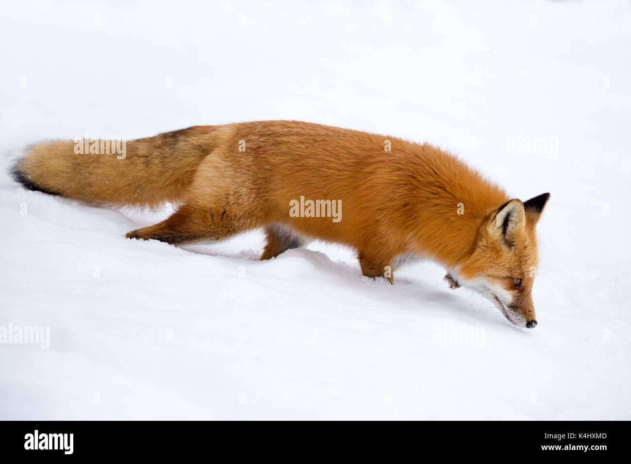 Fox in ontario canada hi-res stock photography and images - Alamy