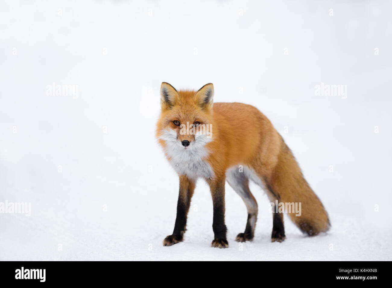 Fox in ontario canada hi-res stock photography and images - Alamy