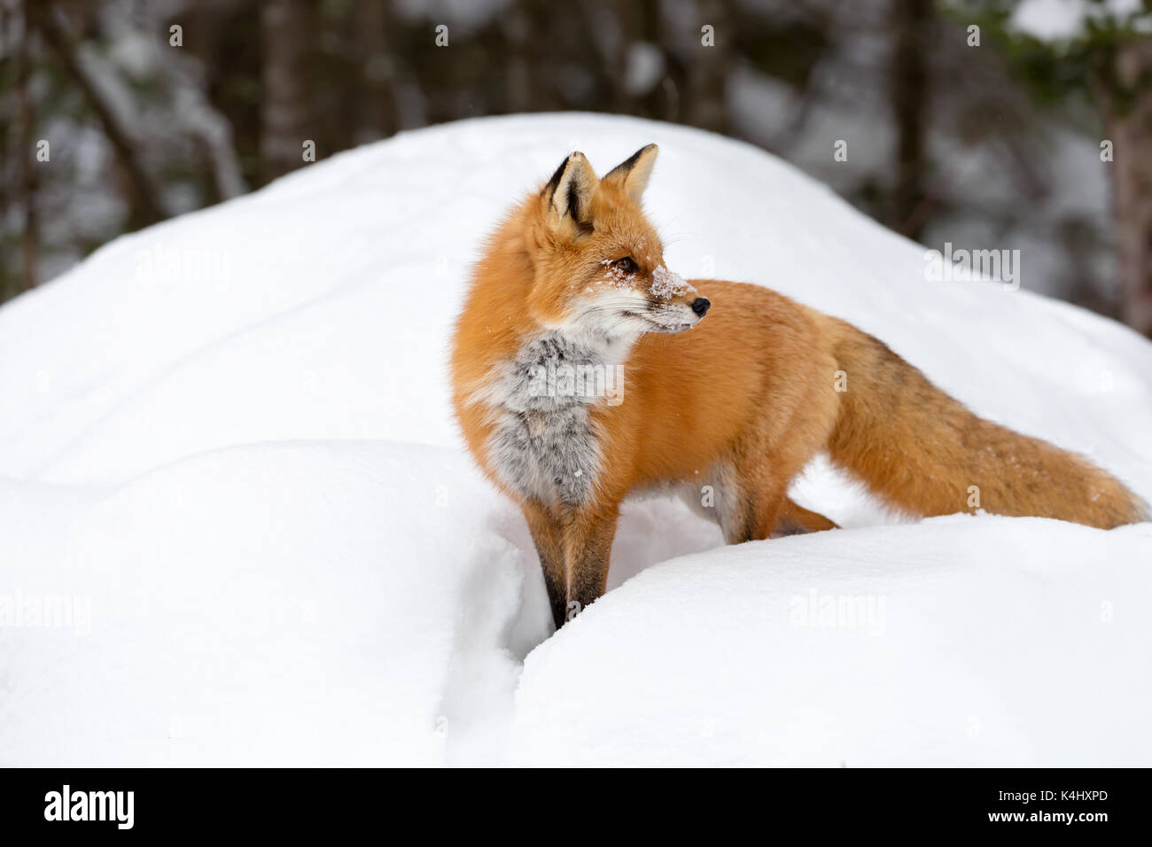 Fox in ontario canada hi-res stock photography and images - Alamy