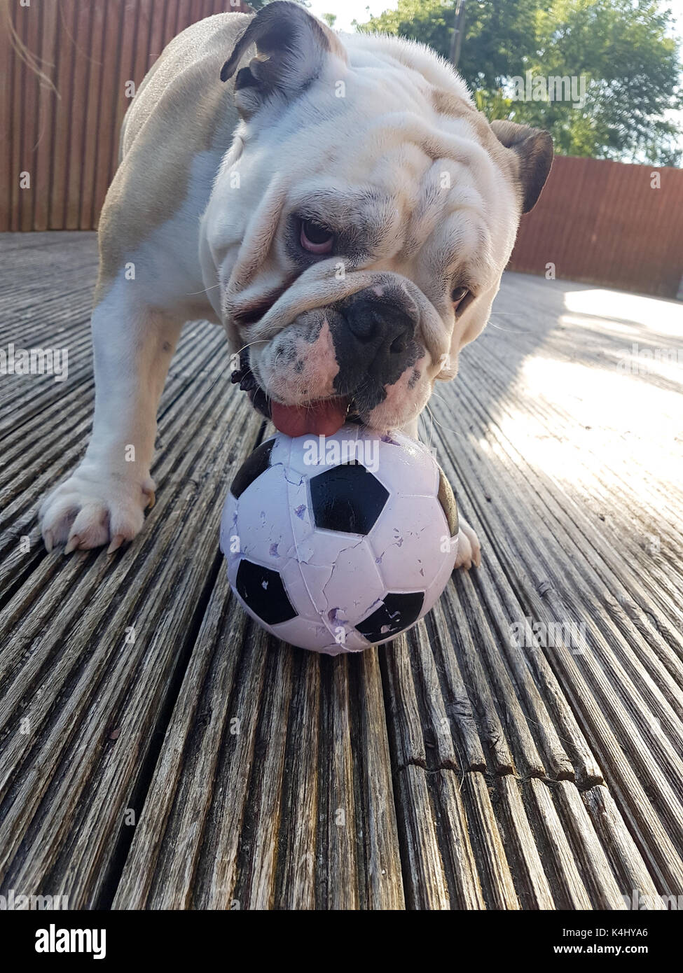 A brown and white British Bulldog chewing on a small football Stock ...