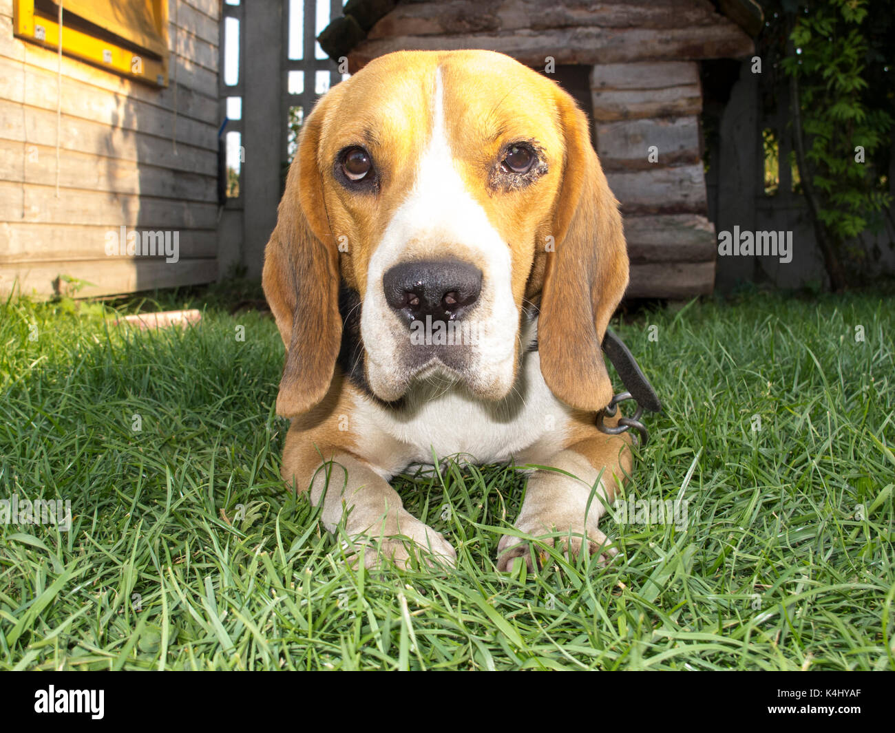 dog poses for photo Stock Photo - Alamy