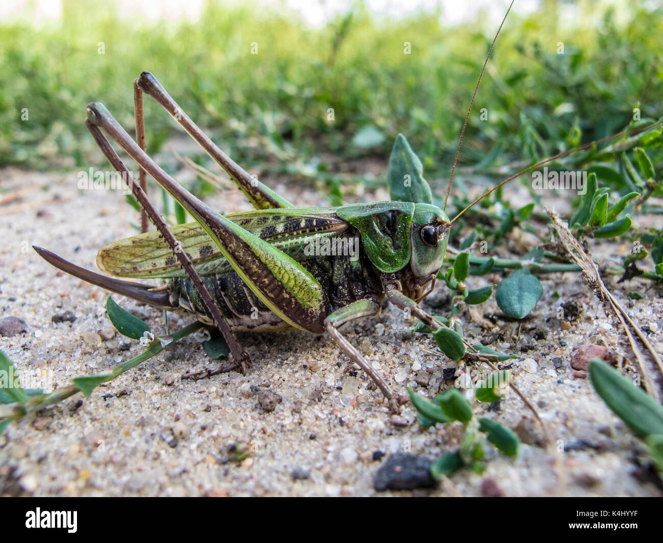 very big grasshopper Stock Photo - Alamy