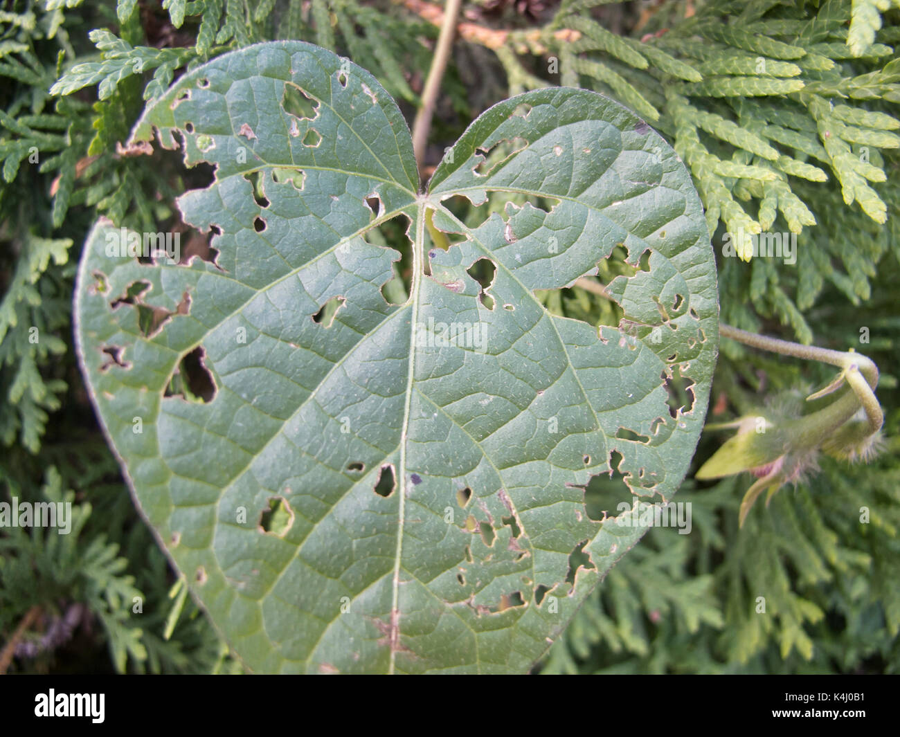 Bitten leaves hi-res stock photography and images - Alamy