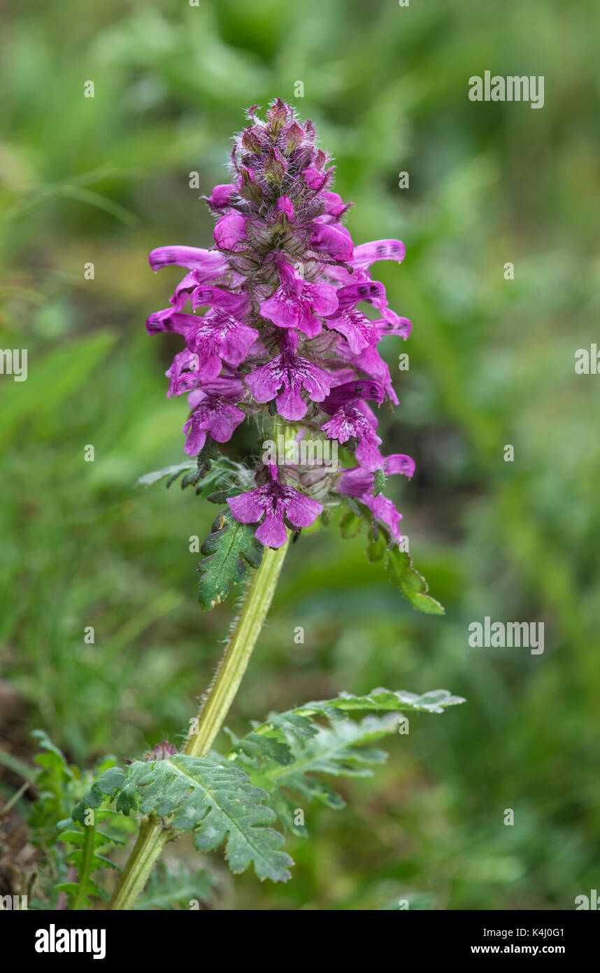 Verticillate hi-res stock photography and images - Alamy