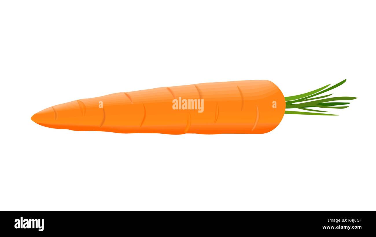 Short carrot Stock Vector Images - Alamy