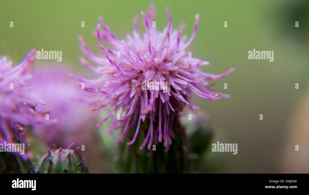 Beautiful pond wild flowers hi-res stock photography and images - Alamy