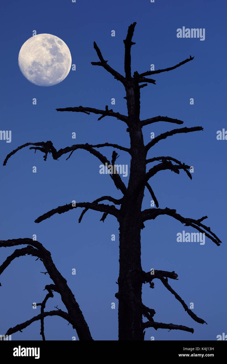 Tree dead moon silhouette hi-res stock photography and images - Alamy