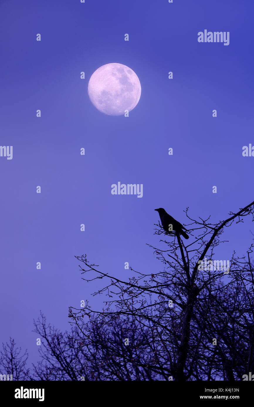 Crow and moon hi-res stock photography and images - Alamy