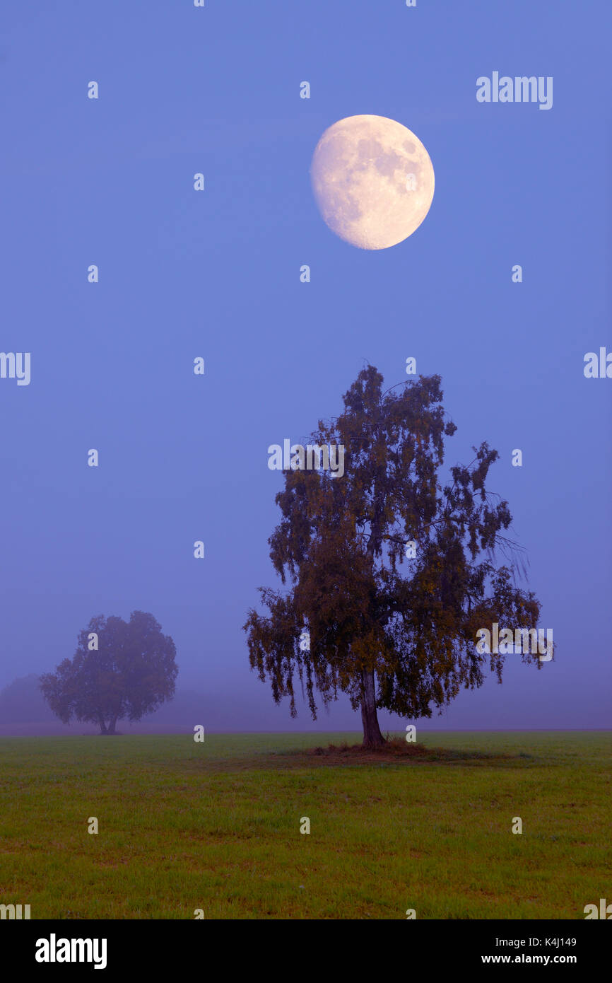 Moon with trees in a meadow, Swabian Alb, Baden-Württemberg, Germany ...