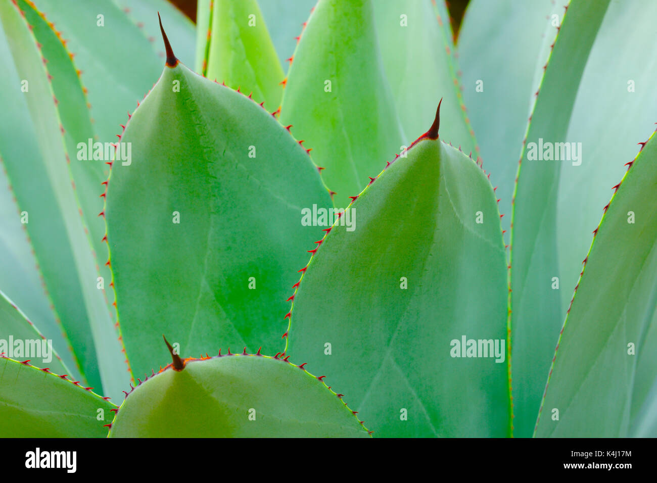 Agave parrasana hi-res stock photography and images - Alamy