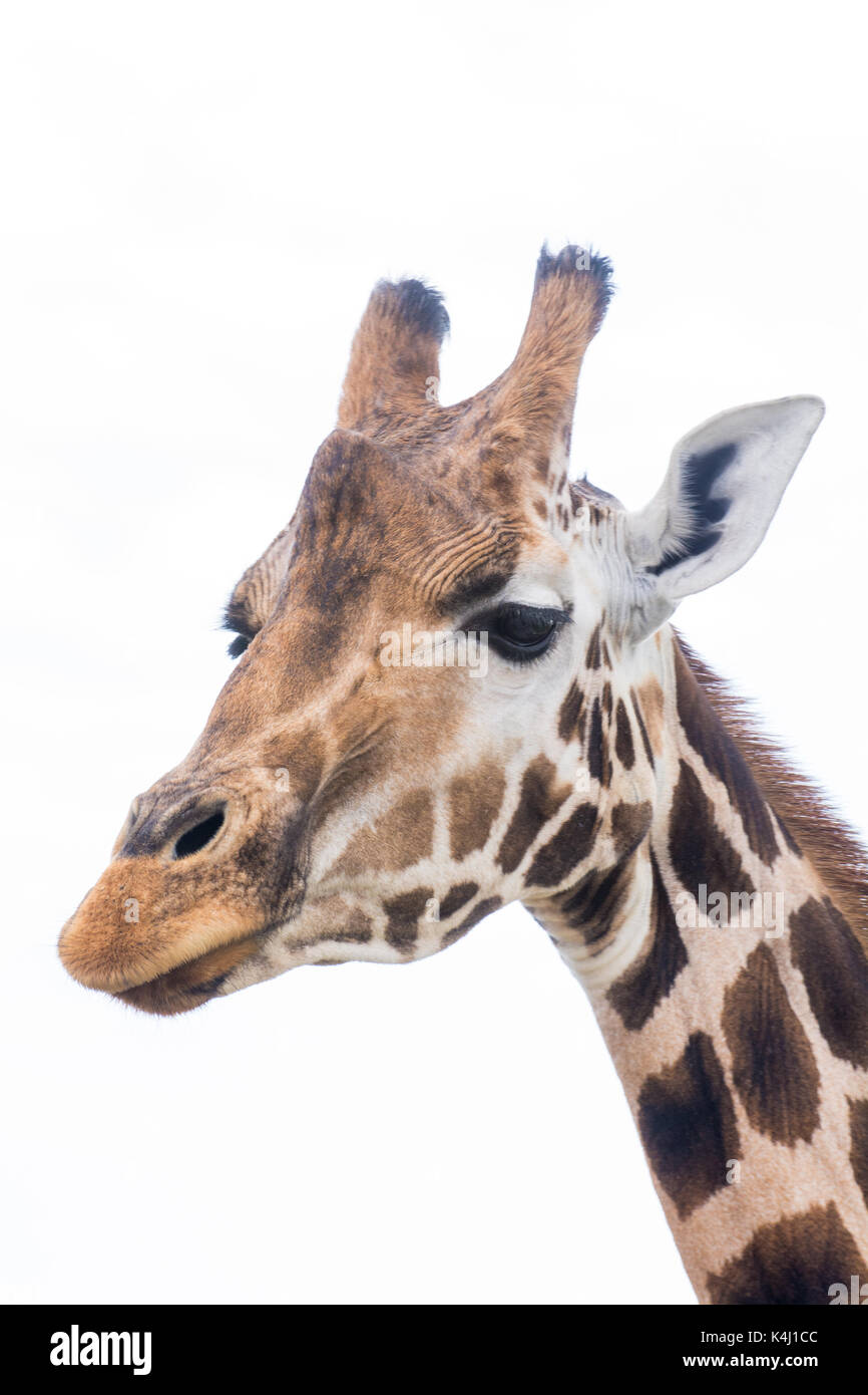 Giraffe isolated on white background Stock Photo - Alamy
