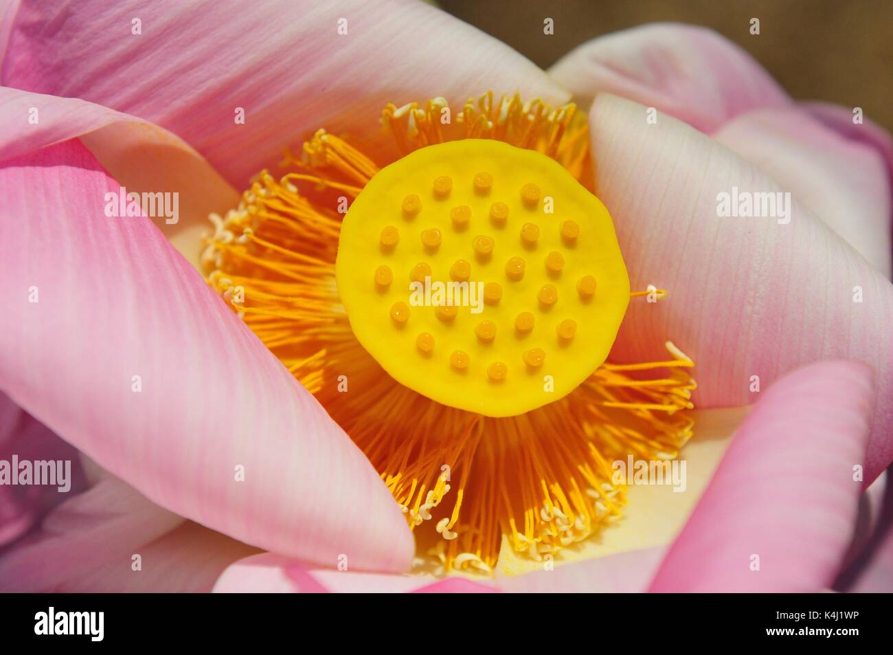 Hinduism lotus flower hi-res stock photography and images - Alamy