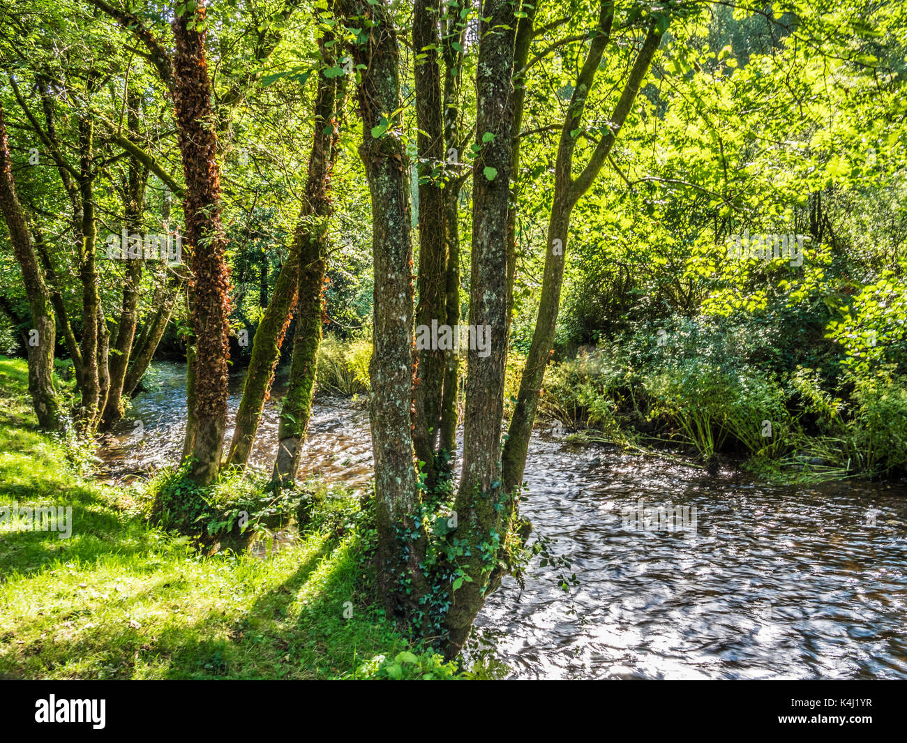 The River Exe in the Exmoor National Park, Somerset Stock Photo - Alamy