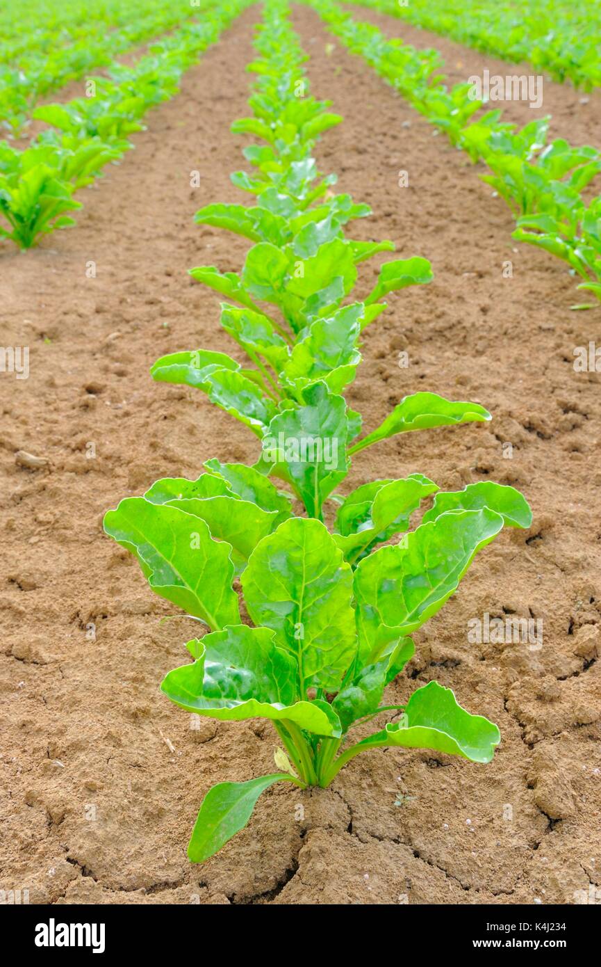 Beet field hi-res stock photography and images - Alamy