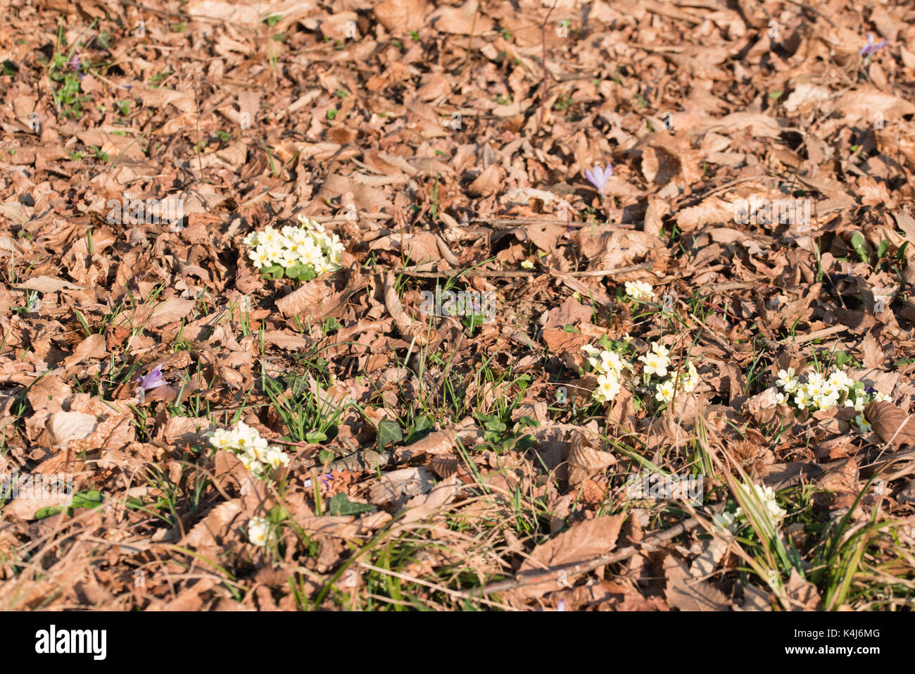 Landscape among the hills awaiting spring Stock Photo - Alamy