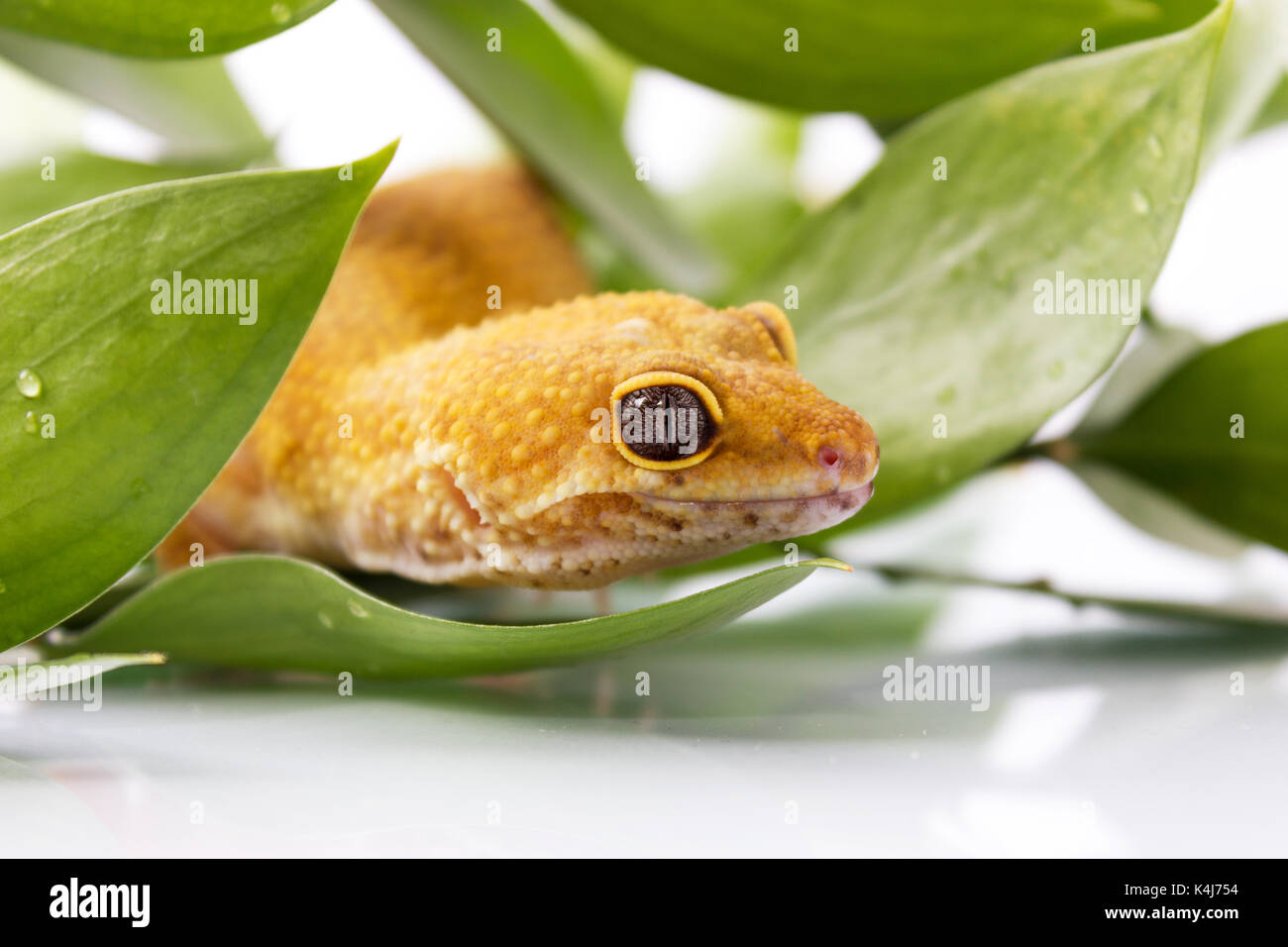 Orange leopard gecko walking and looking forward in green leaves Stock ...
