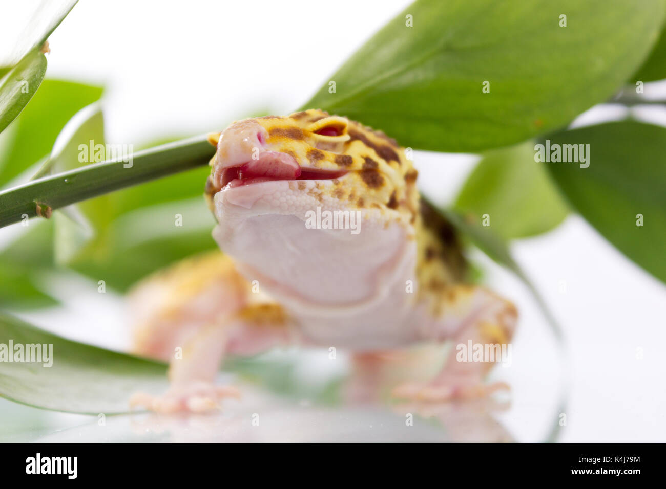 Orange leopard gecko walking and looking forward in green leaves Stock ...