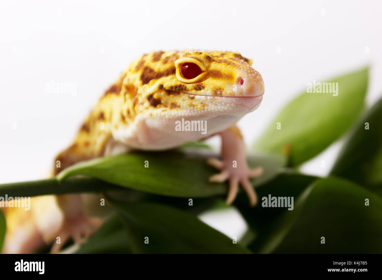 Leopard Gecko Green