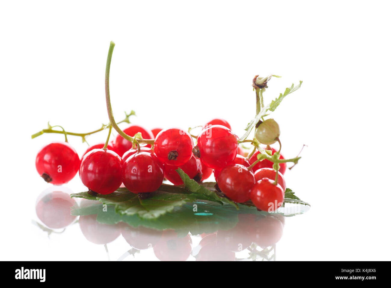 Fresh red currant Stock Photo - Alamy