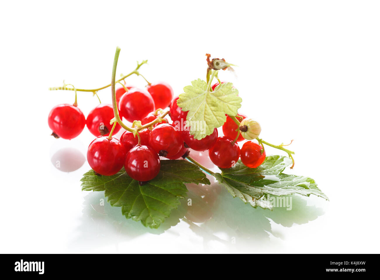 Fresh red currant Stock Photo - Alamy