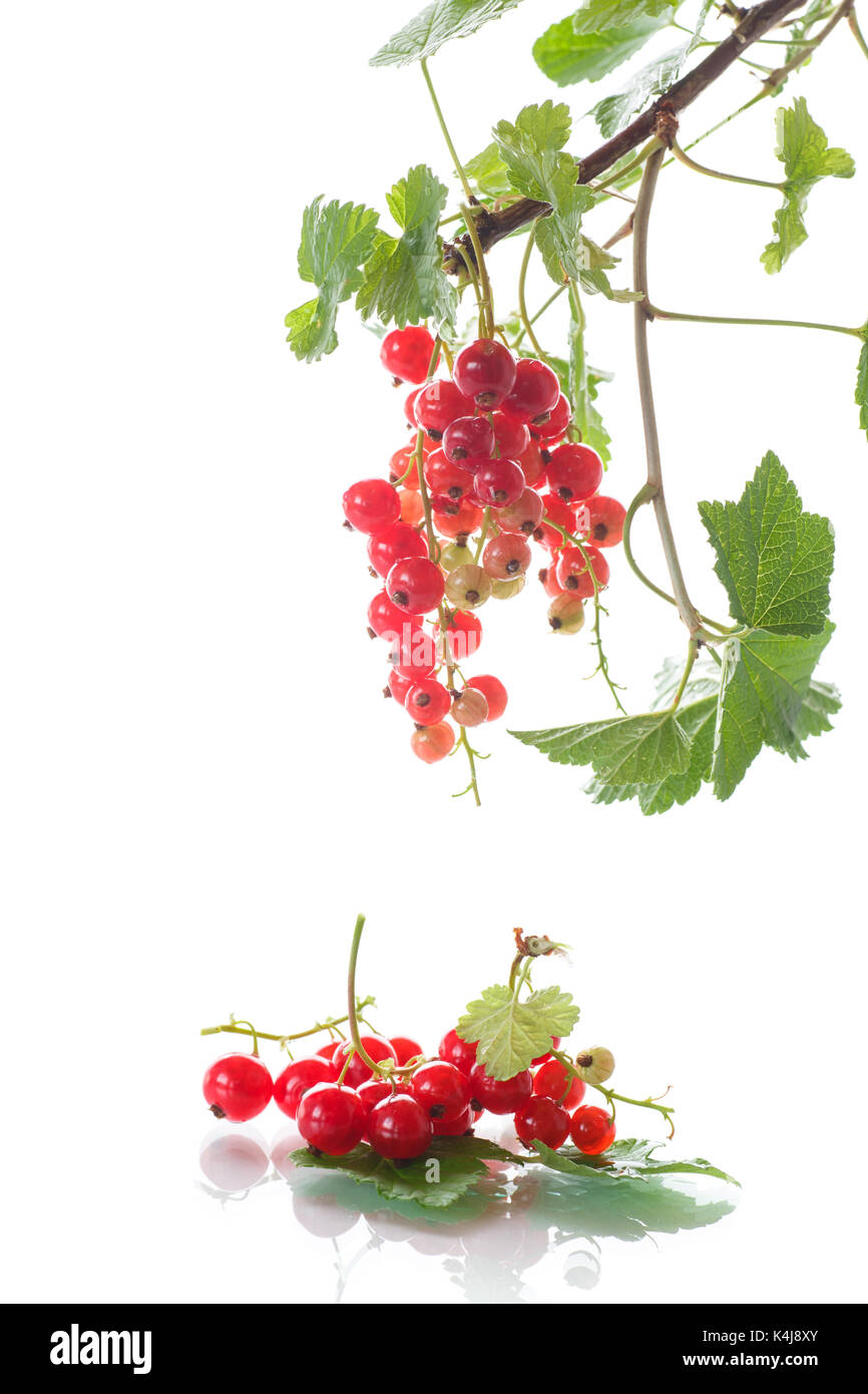 Fresh red currant Stock Photo - Alamy