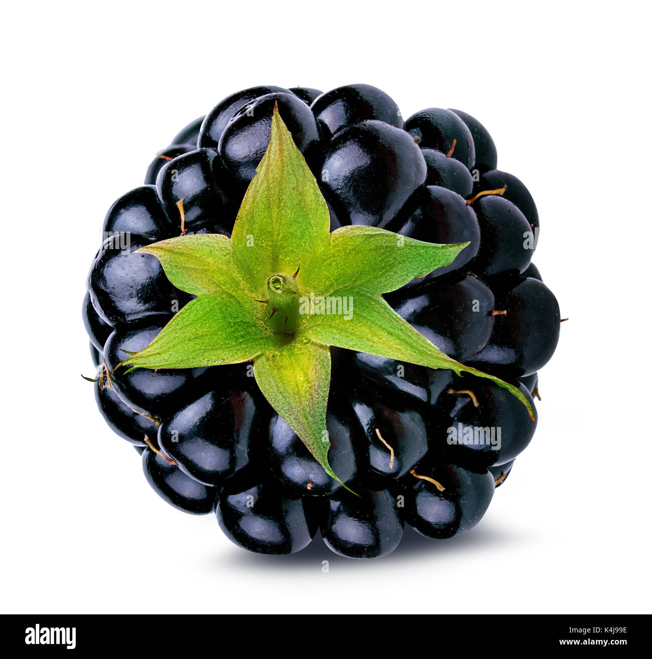 Blackberry isolated on white background Stock Photo - Alamy