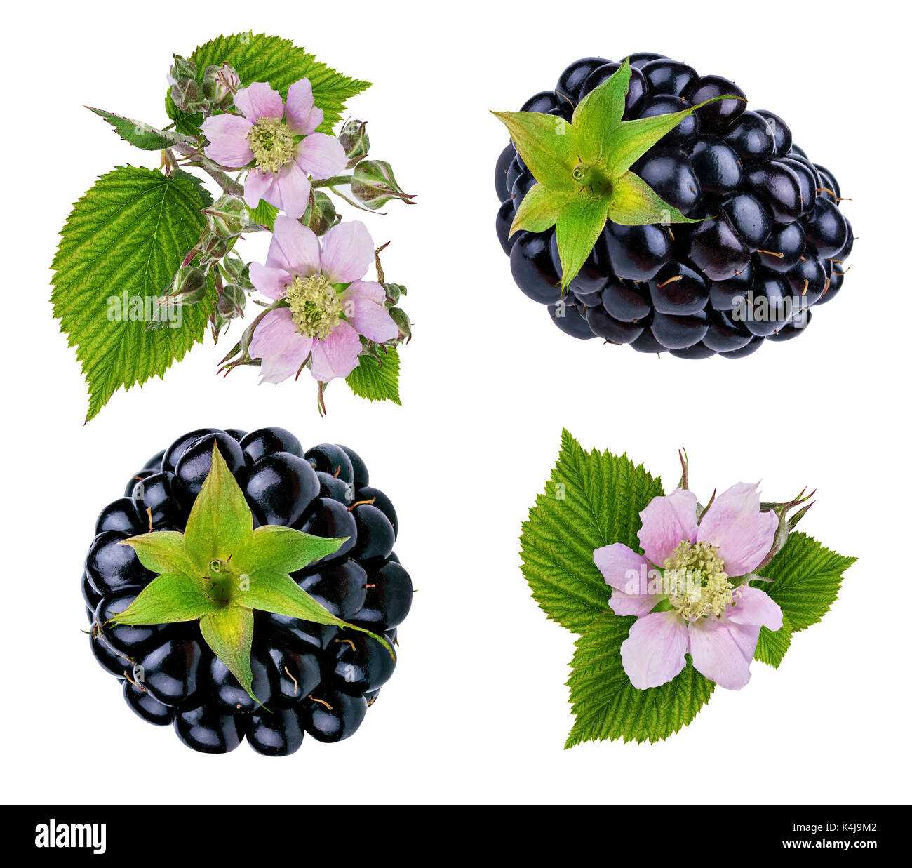 Blackberry and blackberry flower and foliage isolated on white ...