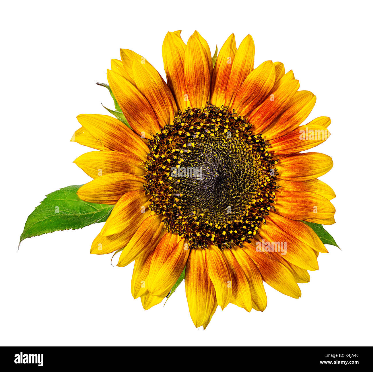 Sunflower isolated on white background Stock Photo - Alamy