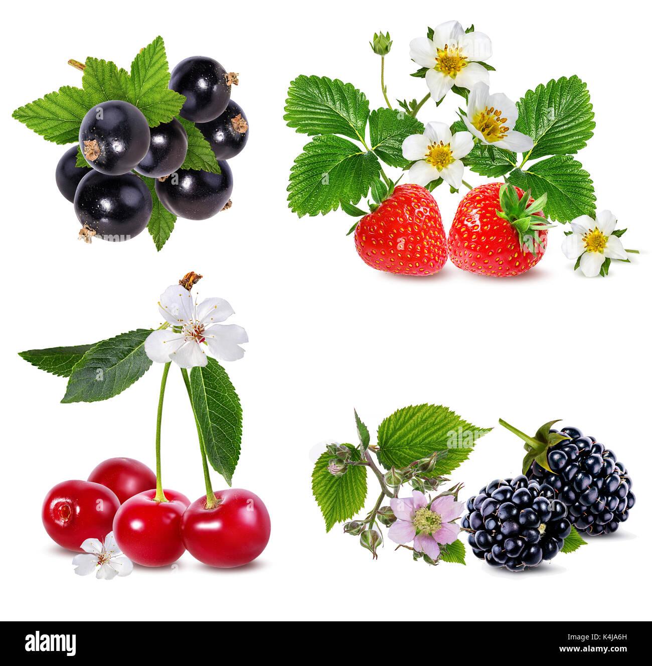 Berries collection isolated on white background Stock Photo - Alamy