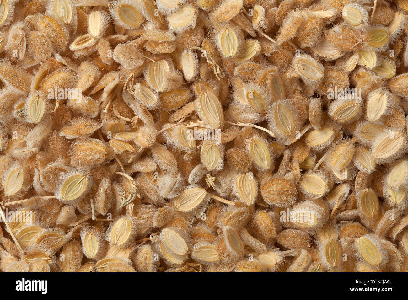 Ajwain fruit full frame Stock Photo - Alamy