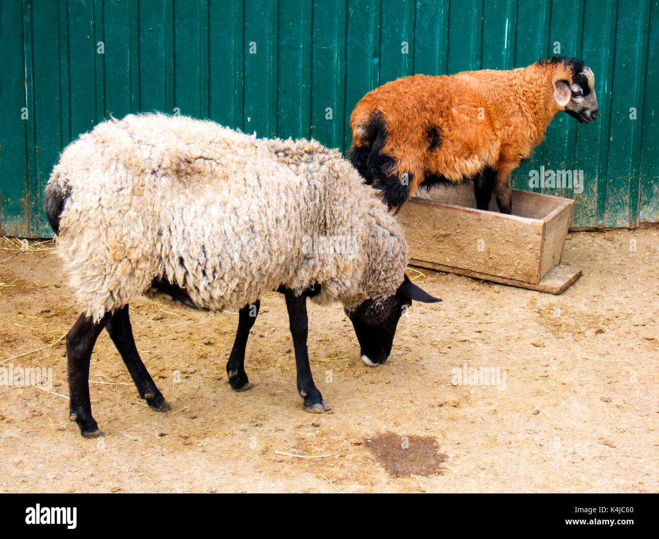 Two black sheeps hi-res stock photography and images - Alamy