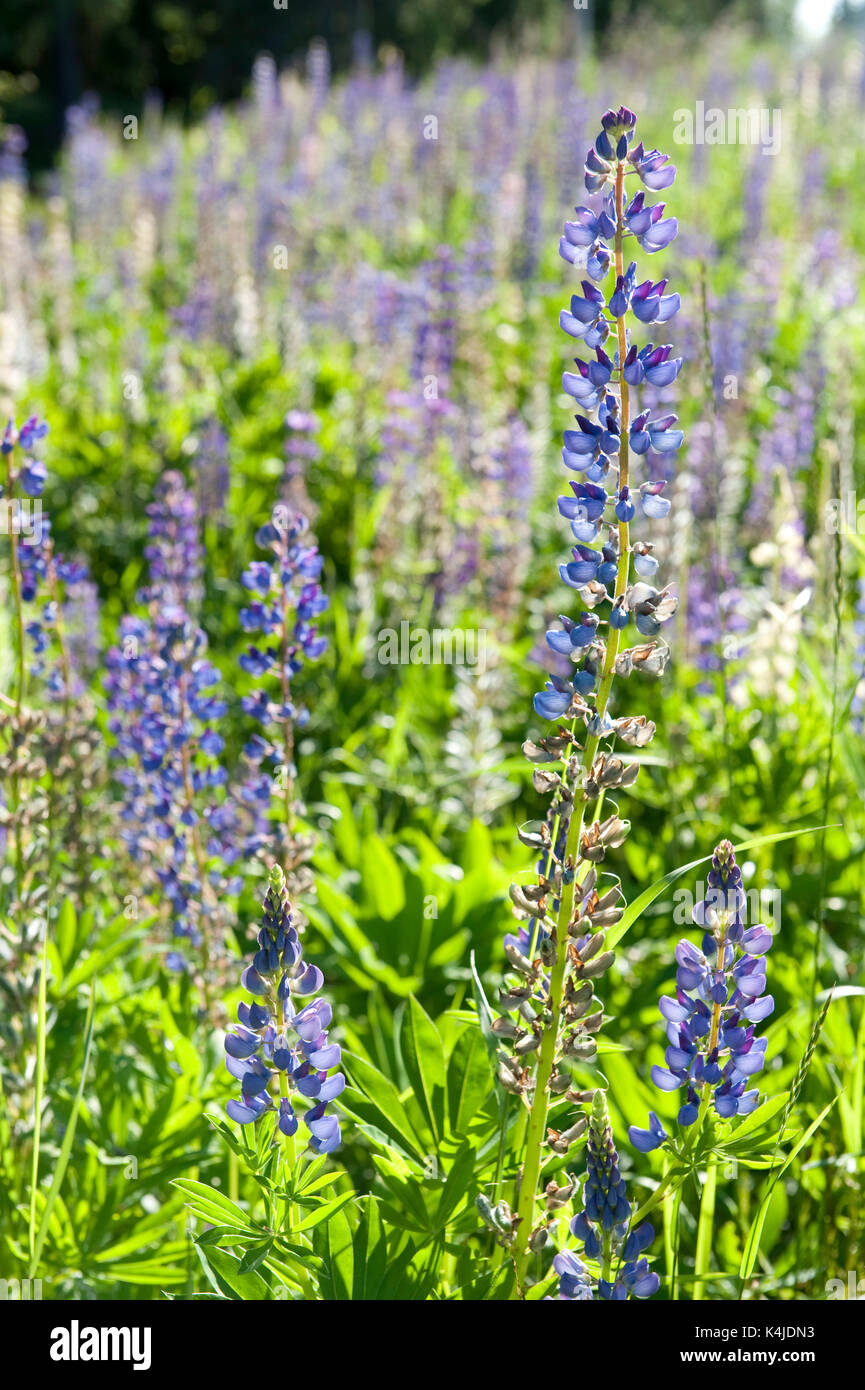 Lupin Flowers, Lupinus polyphyllus, Kangasala, Finland, lupines, purple ...