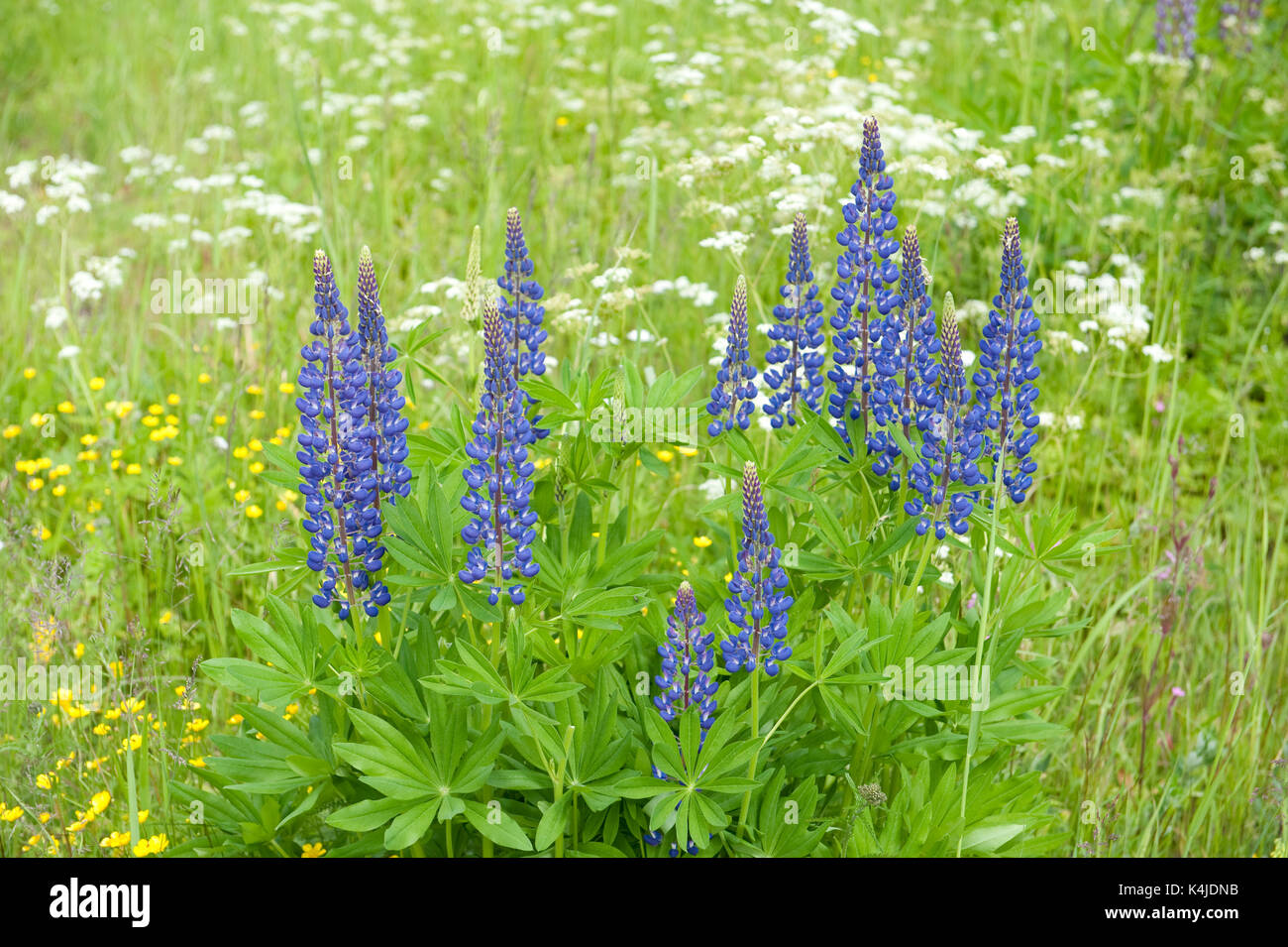Lupin Flowers, Lupinus polyphyllus, Kangasala, Finland, lupines, purple ...